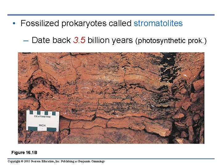 Chapter 16 The Origin and Evolution of Microbial