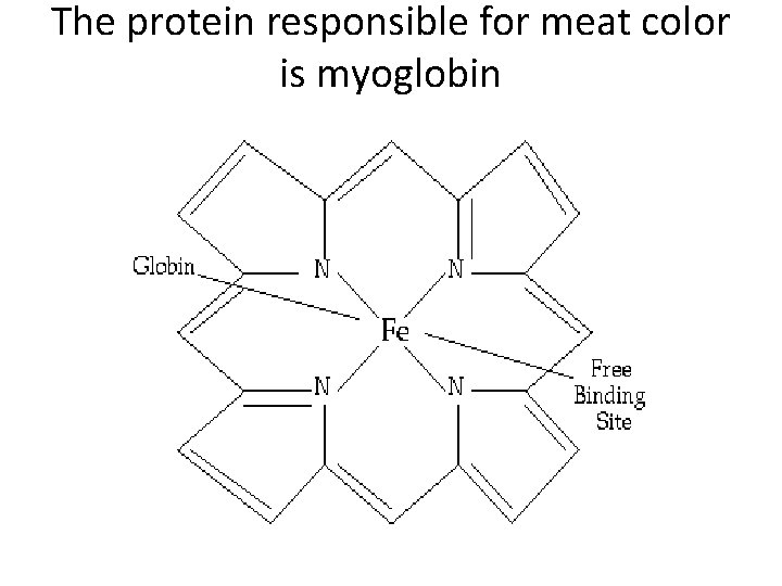 Meat color The protein responsible for meat color