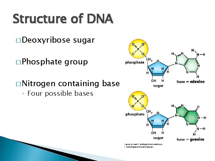 Nucleic Acids Lab Biology Chapter 10 Honors Biology