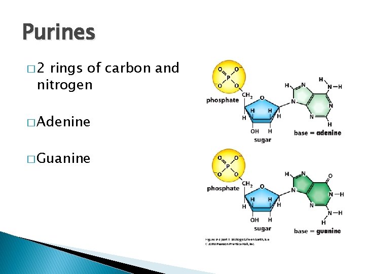 Nucleic Acids Lab Biology Chapter 10 Honors Biology