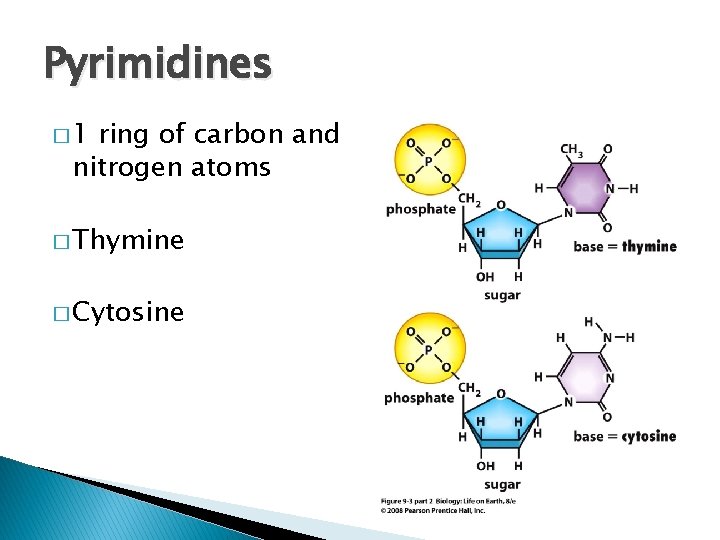 Nucleic Acids Lab Biology Chapter 10 Honors Biology