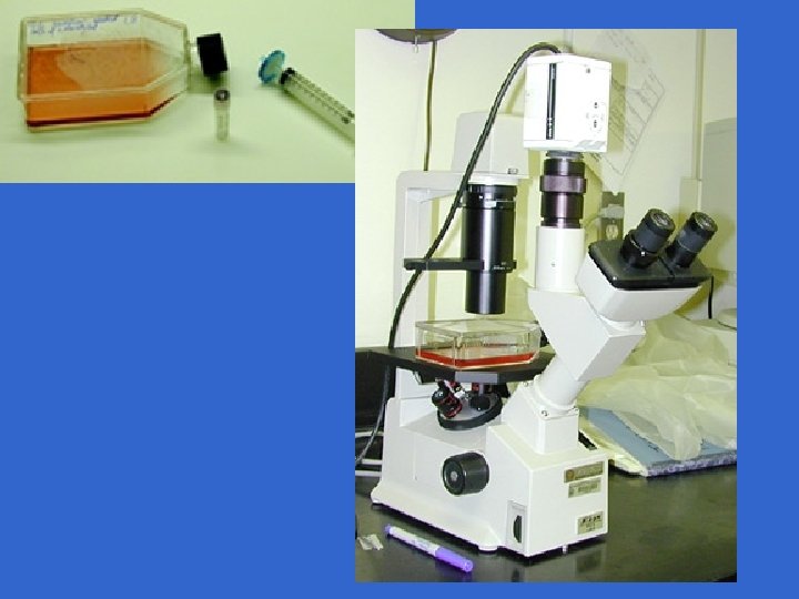 Viral Identification Detection by CPE Detection Of Viral