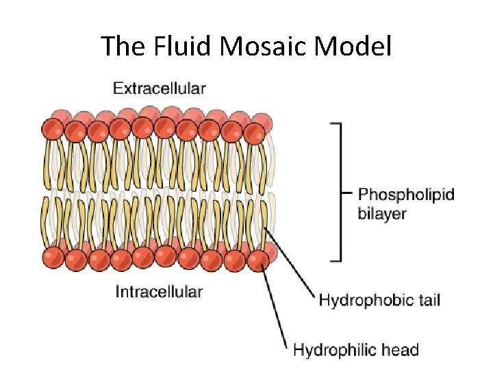 Cell Membrane Structure and Function Inquiry Into Life