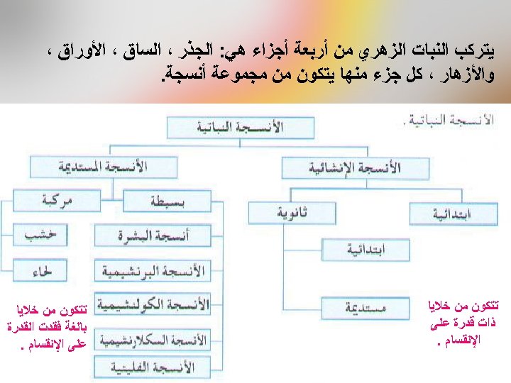 102 Bot Plant tissues Lab 6 Tissues TISSUES
