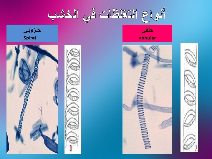 102 Bot Plant tissues Lab 6 Tissues TISSUES