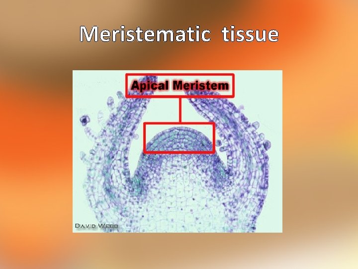 102 Bot Plant tissues Lab 6 Tissues TISSUES