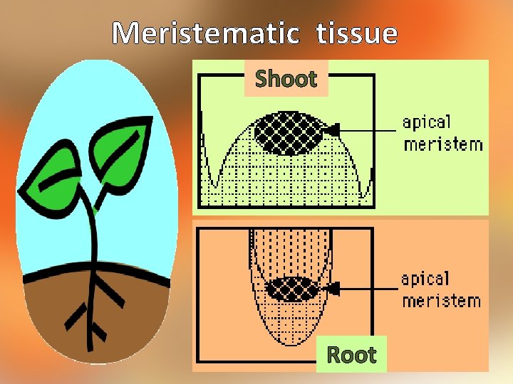 102 Bot Plant tissues Lab 6 Tissues TISSUES