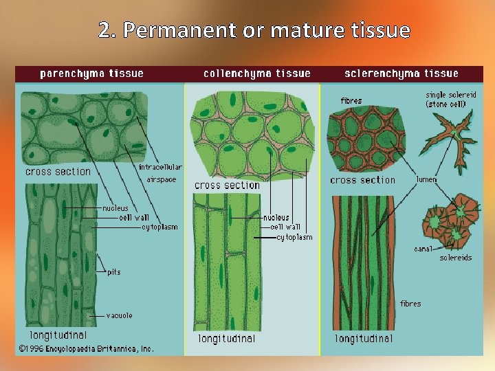 102 Bot Plant tissues Lab 6 Tissues TISSUES
