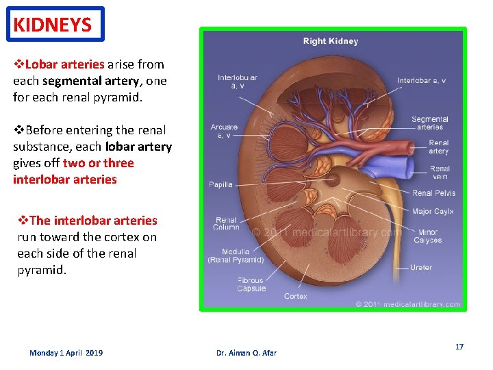 UROGENITAL SYSTEM THE KIDNEYS Dr Aiman Q Afar