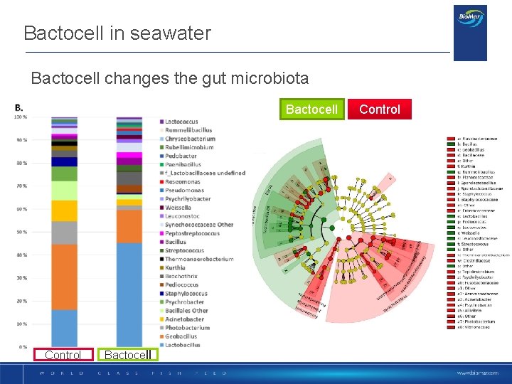 Microbiota from an industrial perspective Torunn Forberg Researcher