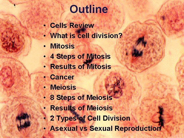 Cell Division Outline Cells Review What is cell