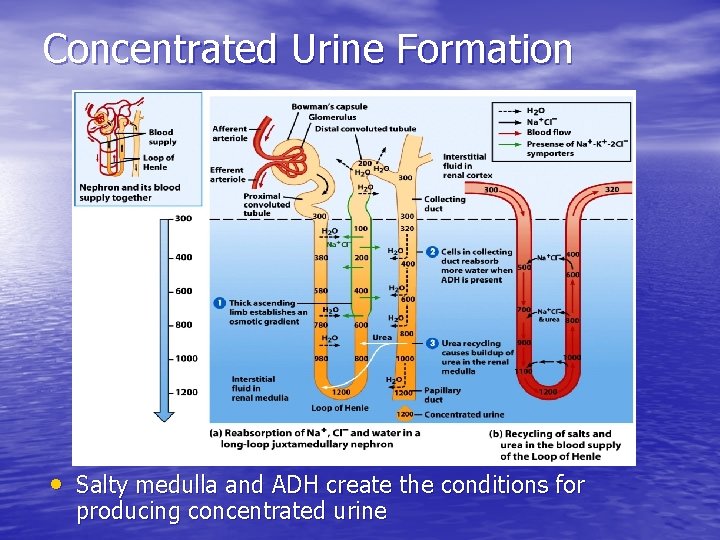 The Urinary System Functions Excretion of aqueous wastes