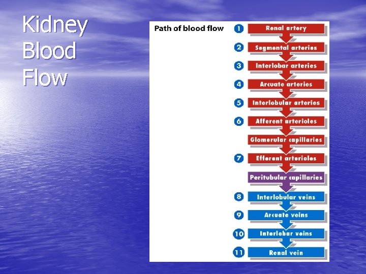 The Urinary System Functions Excretion of aqueous wastes