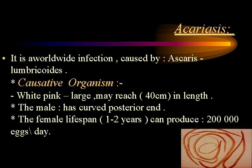 Intestinal Worms Dr Manahil Ghandour Introduction Intestinal worms