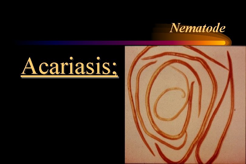 Intestinal Worms Dr Manahil Ghandour Introduction Intestinal worms