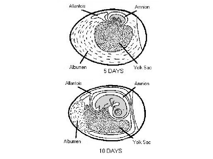 Normal Chicken Embryo Development By Akrum Hamdy Extra