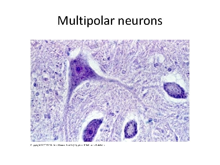 Nervous Tissue Objectives Intoduction Morphology of a Neuron