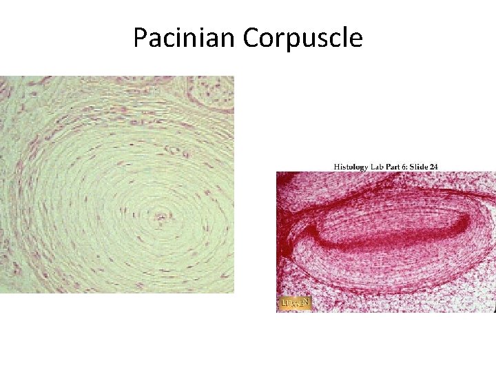 Nervous Tissue Objectives Intoduction Morphology of a Neuron