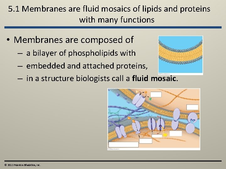 MEMBRANE STRUCTURE AND FUNCTION 2012 Pearson Education Inc
