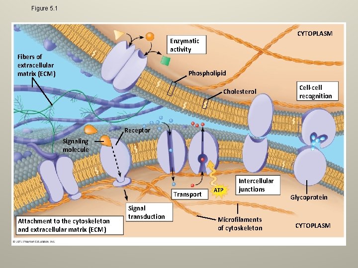 MEMBRANE STRUCTURE AND FUNCTION 2012 Pearson Education Inc