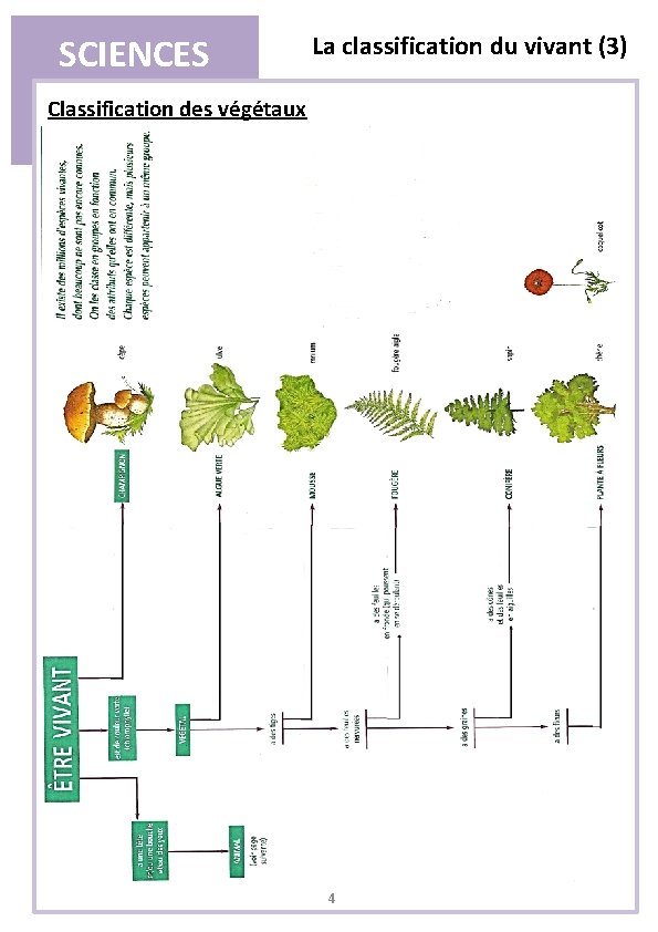 SCIENCES La classification du vivant 3 COMMENT CLASSER