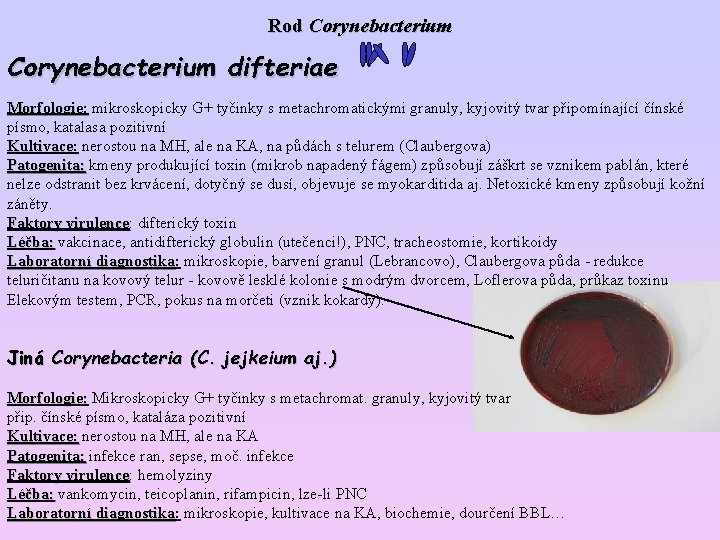 Rod Enterococcus Enterococcus faecalis Enterococcus faecium aj Morfologie