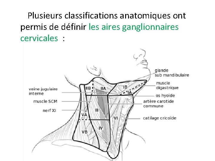 Adnopathies cervicales Dr ARAB Service ORL CHU Bejaia