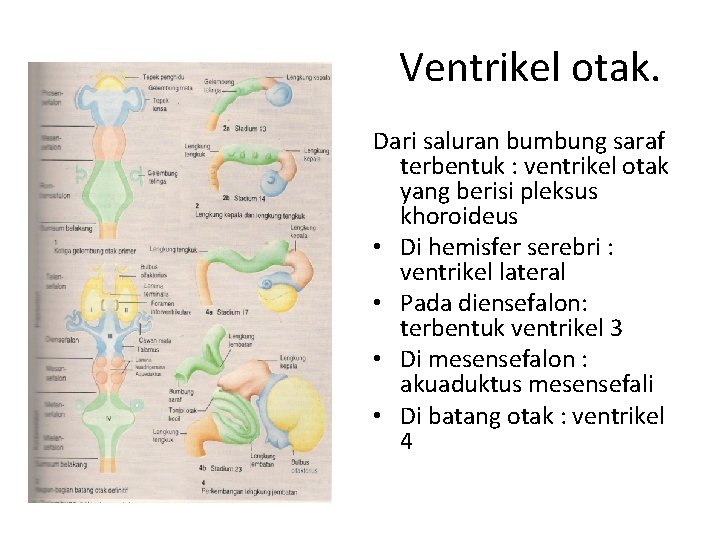 Perkembangan pada masa janin Susunan saraf pusat Bentuk