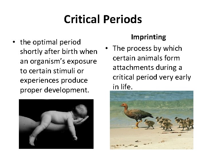 Biological Level Of Analysis How does or physiology