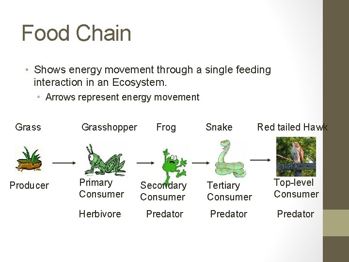 Food Webs and Pyramids Feeding Interactions Terms AutotrophProducers