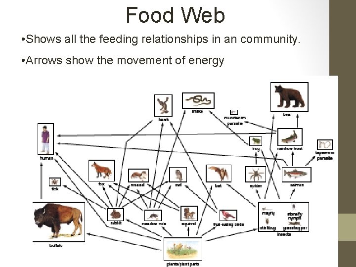 Food Webs and Pyramids Feeding Interactions Terms AutotrophProducers