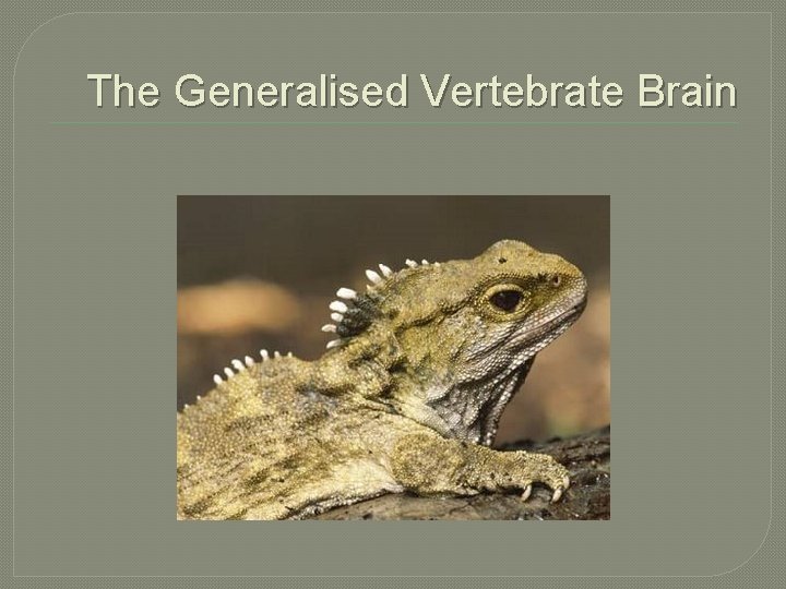 The Brain Origins and Diversity The Generalised Vertebrate