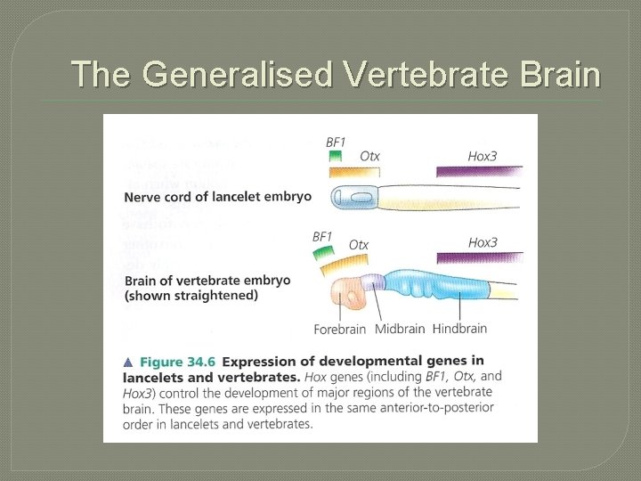The Brain Origins and Diversity The Generalised Vertebrate