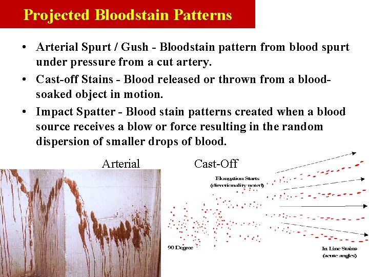 Forensic Science Lab Activity Bloodstains Transfer Passive Projected