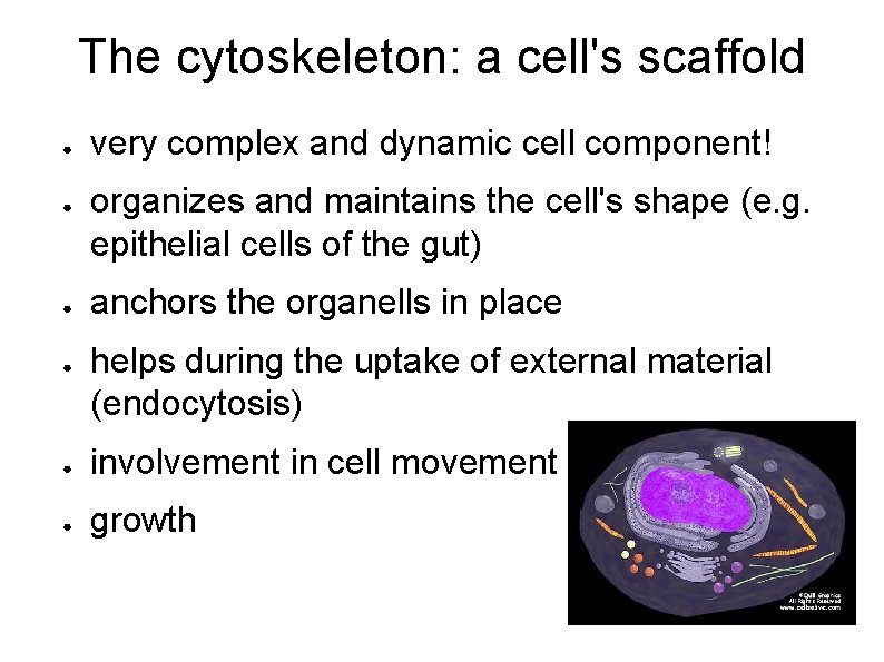Introduction to Biology September 17 th 2004 Nancy