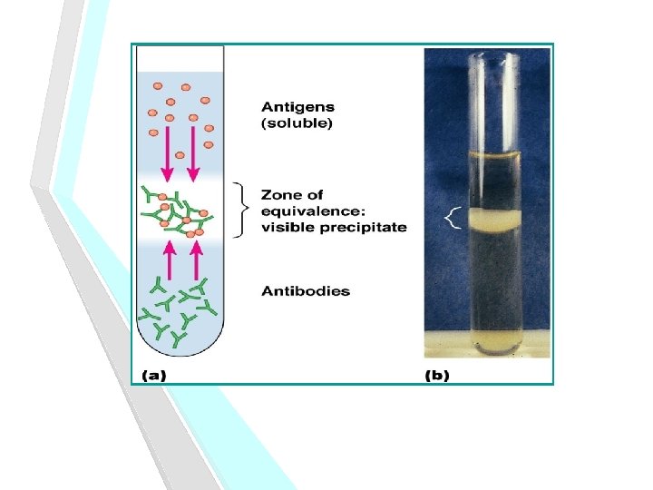 Lab 7 Single Radial Immunodiffusion and Immunoelectrophoresis BCH