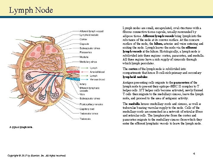 Chapter 12 Lymphoid Immune System Textbook of Histology