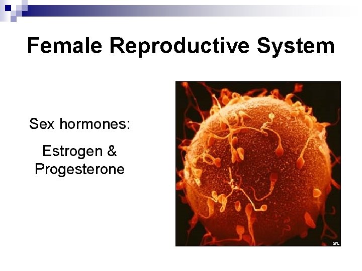 Reproductive Hormones Reproductive Hormones Male gonads testes produce