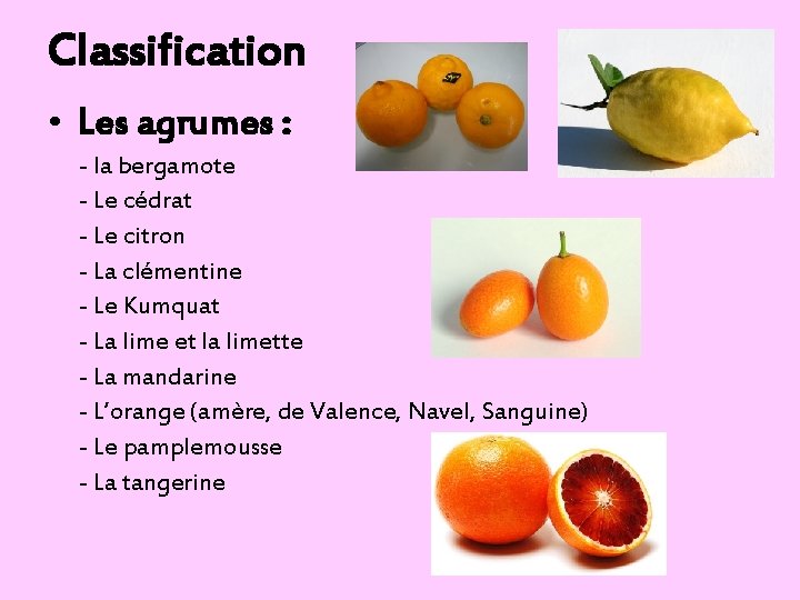 Les fruits Classification Les agrumes la bergamote Le