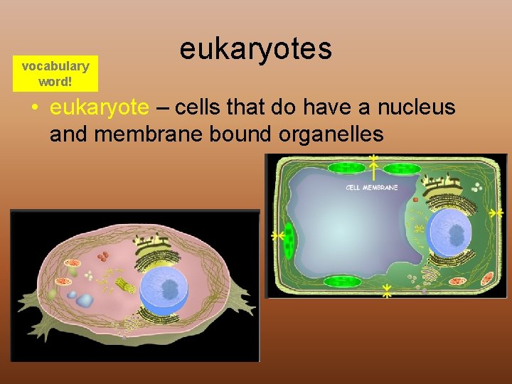 Exploring Cell Shape and Function The Microscope vocabulary