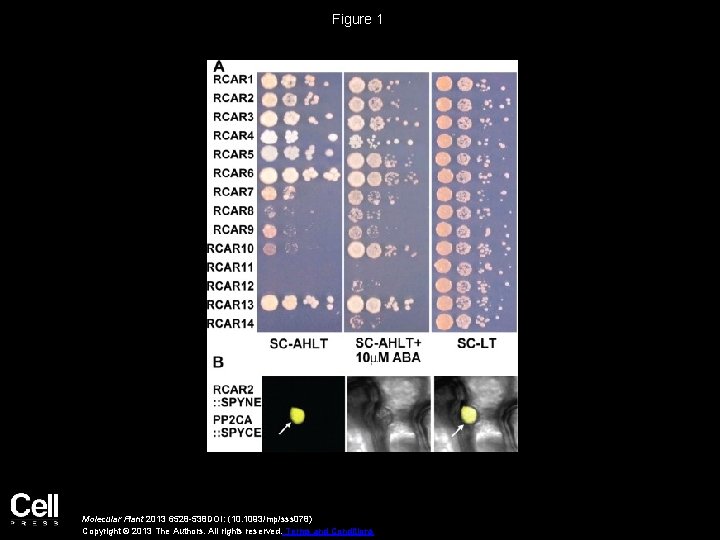 ABA Signaling in Guard Cells Entails a Dynamic