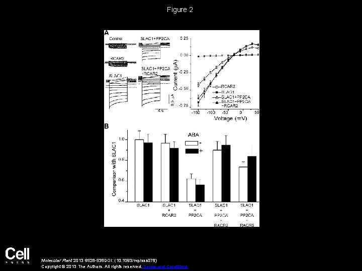 ABA Signaling in Guard Cells Entails a Dynamic