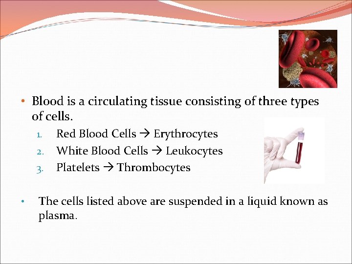 Lecture 24 Animal physiology The Structure and Function