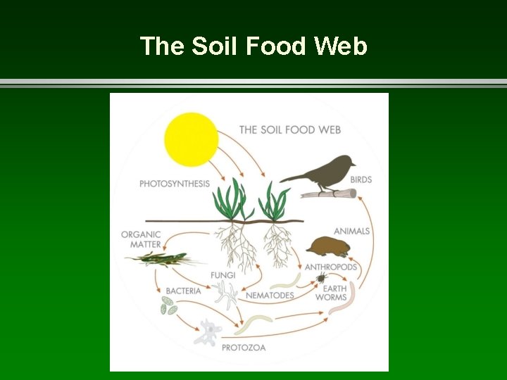 Mulching and Soil Biology Whats Going On Rex