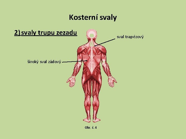 Biologie lovka Pohybov soustava Autor Mgr et Mgr
