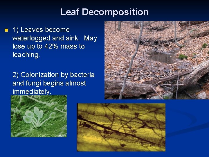 Leaf Decompositio n in Aquatic Ecosystems Terrestrial leaf