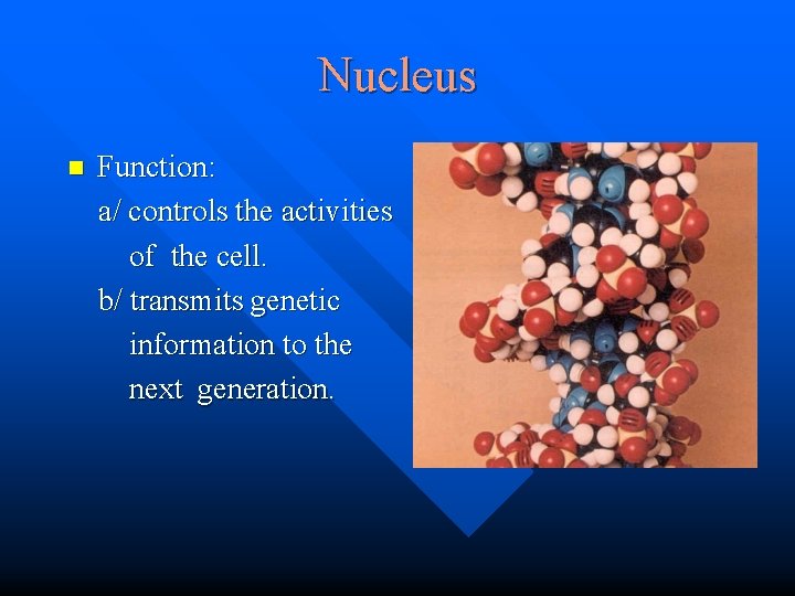 Biology CELL n n n The basic unit