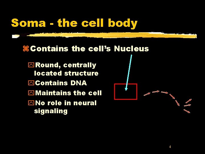 Neurons and Synapses 1 Cells in the brain