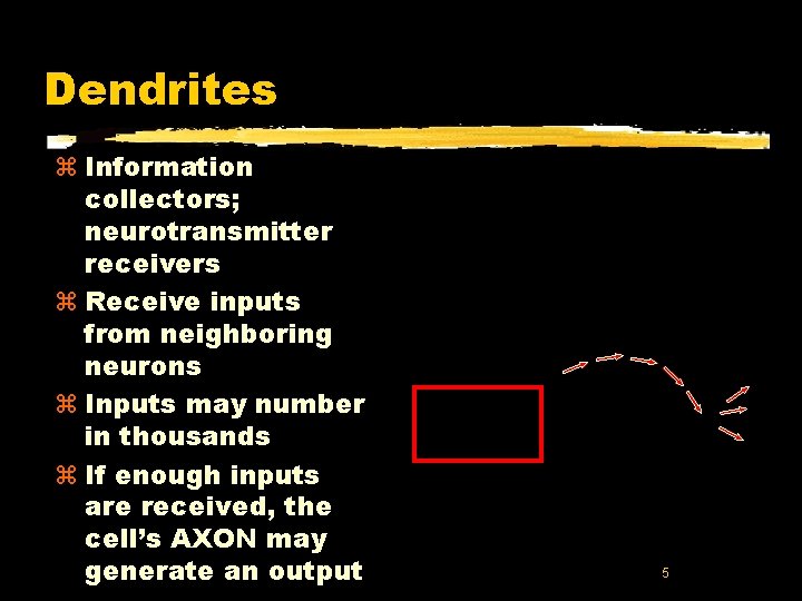Neurons and Synapses 1 Cells in the brain