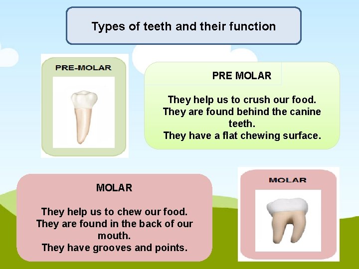 Types of teeth and their functions Importance of